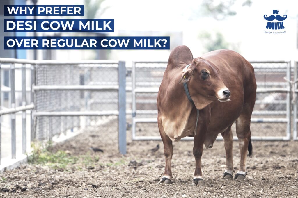 Why Prefer Desi Cow Milk Over Regular Cow Milk? | Mr.Milk